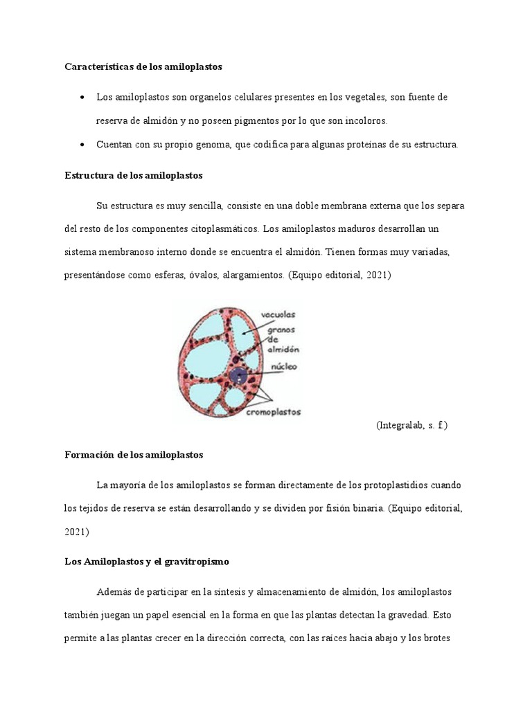 Amiloplastos: Estructura y Funciones | PDF | Ciencia y matemáticas