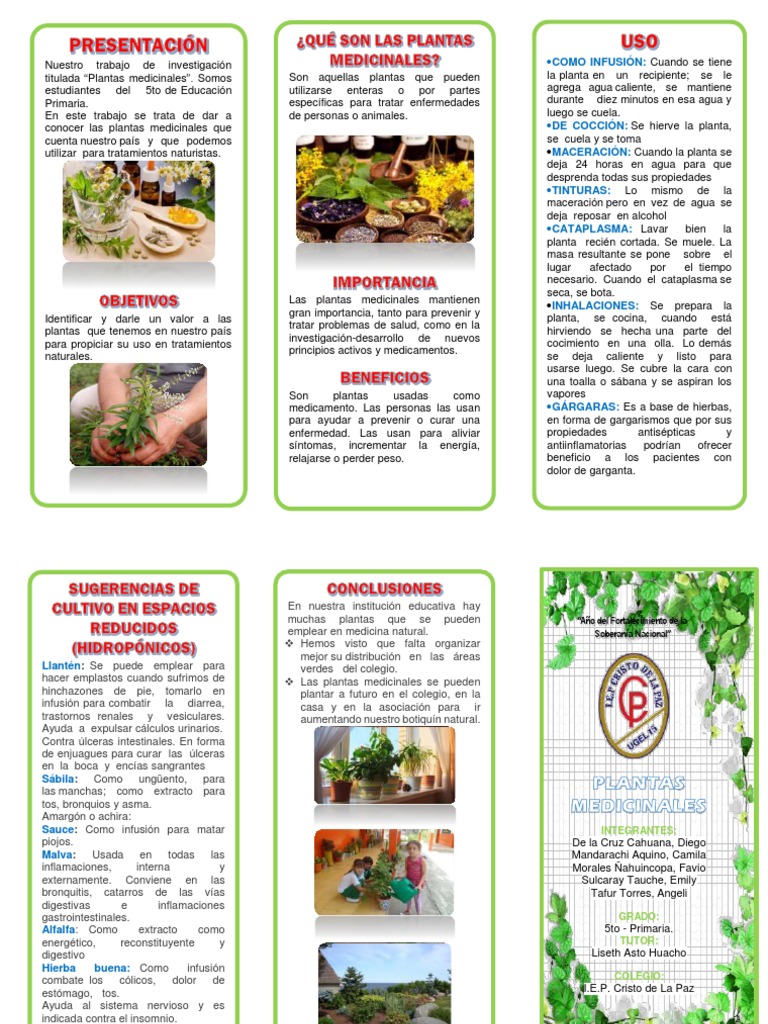 Triptico de Planta Medicinal | PDF | Plantas medicinales | Agua