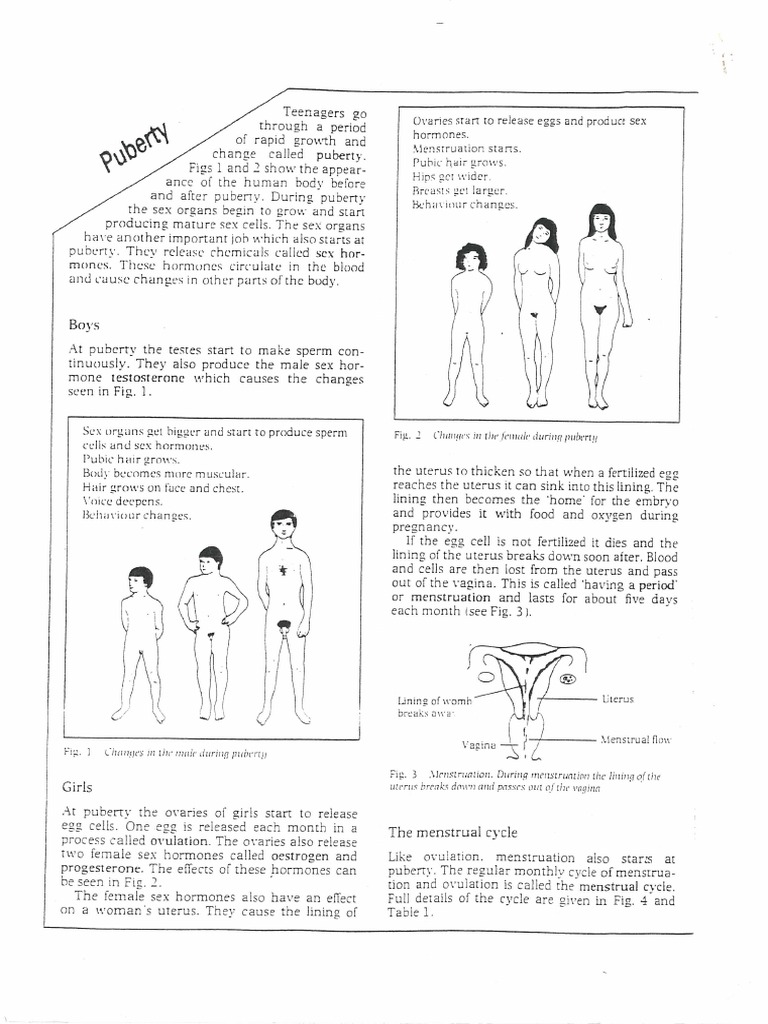 Puberty 2 | PDF