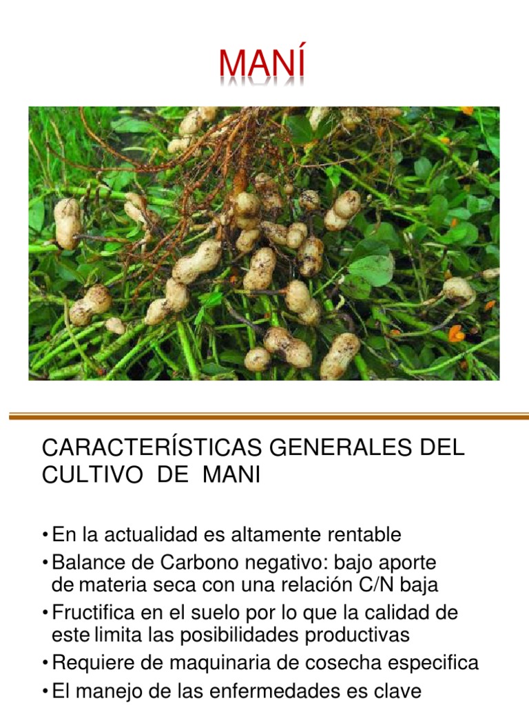 Guía de Cultivo de Maní | PDF | Miseria | Semilla