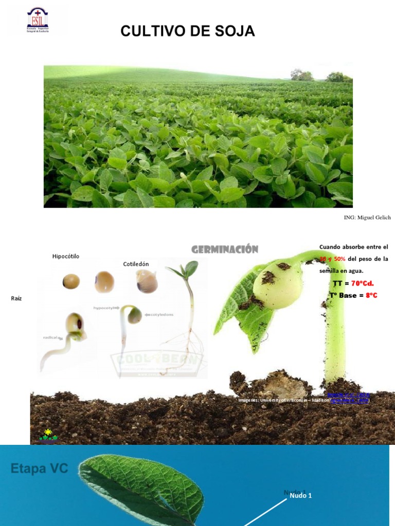 Soja 2020 | PDF | Tallo de la planta | Morfología Vegetal