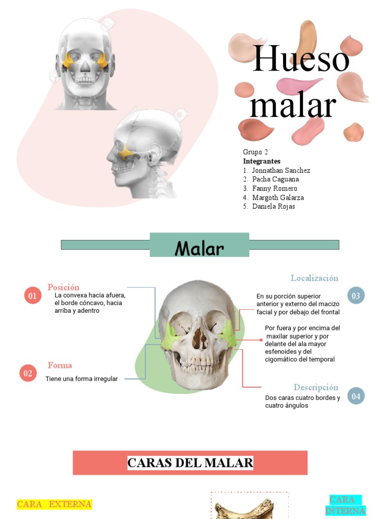 Malar Grupo 2 | PDF