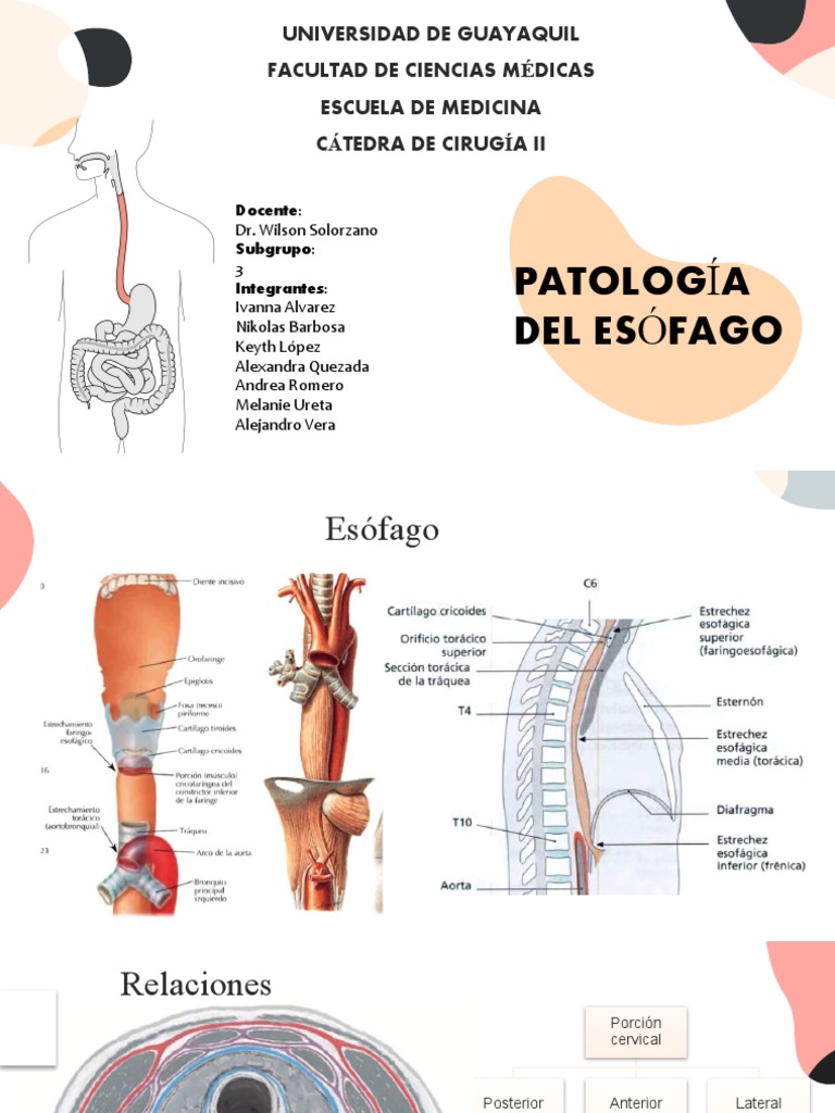 Esofago - Cirugia Expo 7 | PDF | Esófago | Estómago