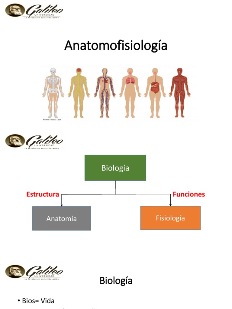 01 Anatomofisiologia | PDF