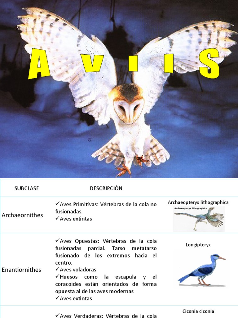 8- Clasificación de Las Aves-1 | PDF | Aves | Ornitología