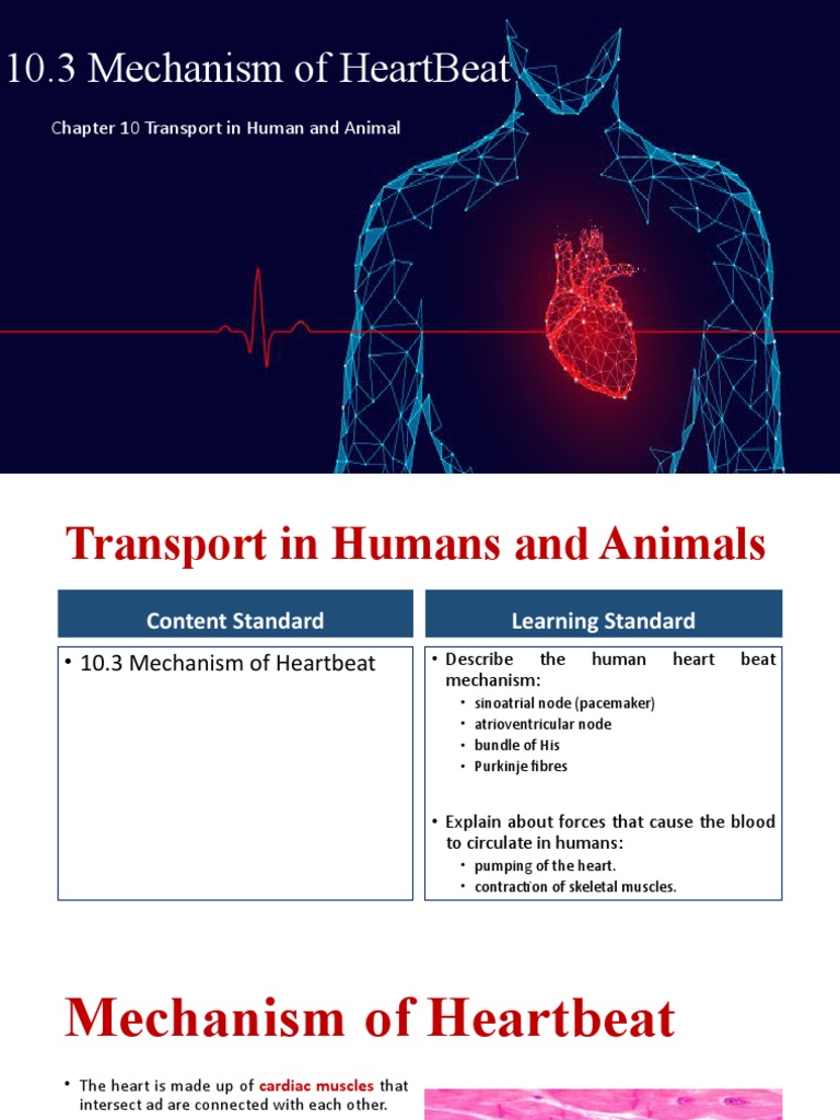 10.3 Mechanism of Heartbeat | PDF