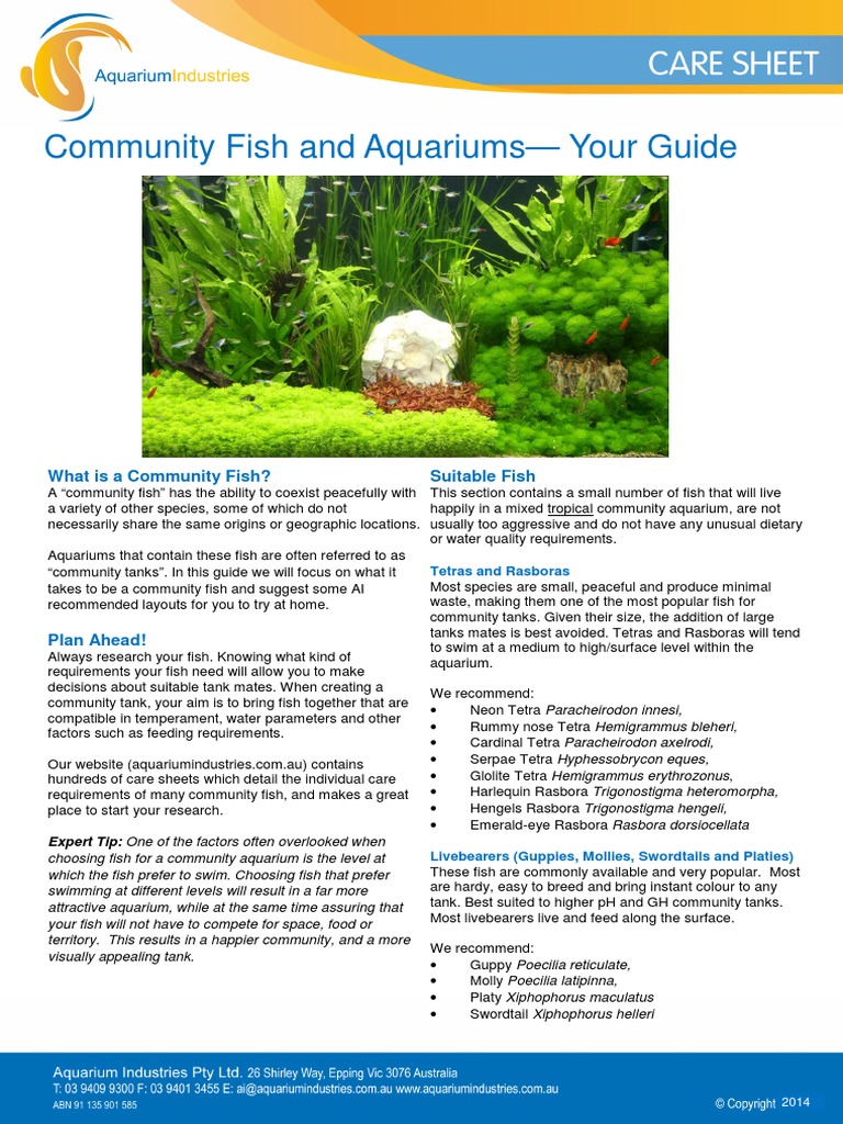 Community Fish - A Guide | PDF | Aquarium | Fish