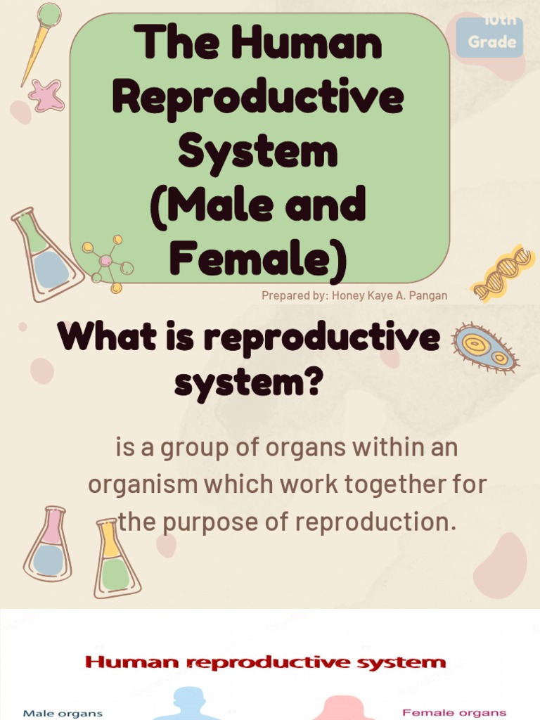 Overview of Female Reproductive Anatomy | PDF | Labia | Reproductive System
