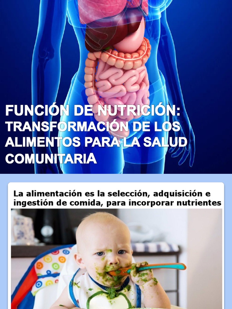 Función de Nutrición | PDF