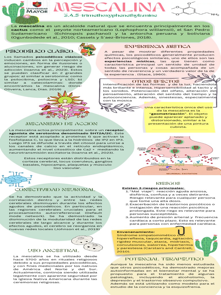 Mescalina: Usos, Efectos y Riesgos | PDF | Drogas psicodélicas ...