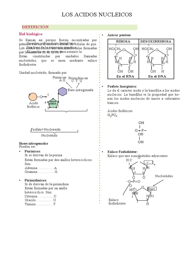Los Ácidos Nucleicos | PDF | Rna | Adn