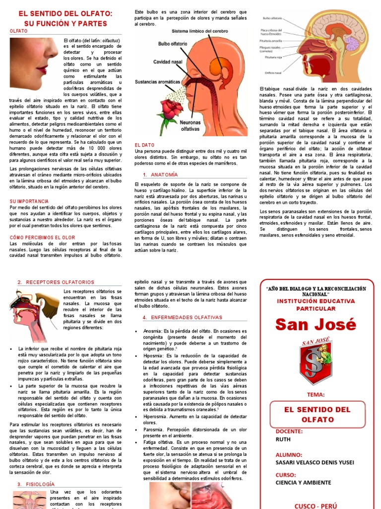 Anatomía y Función del Olfato | PDF | Nariz humana | Anatomía