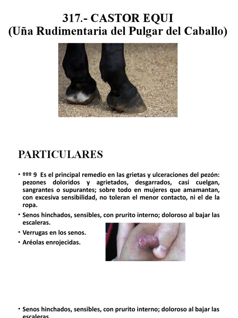 Castor Equi | PDF | Bienestar