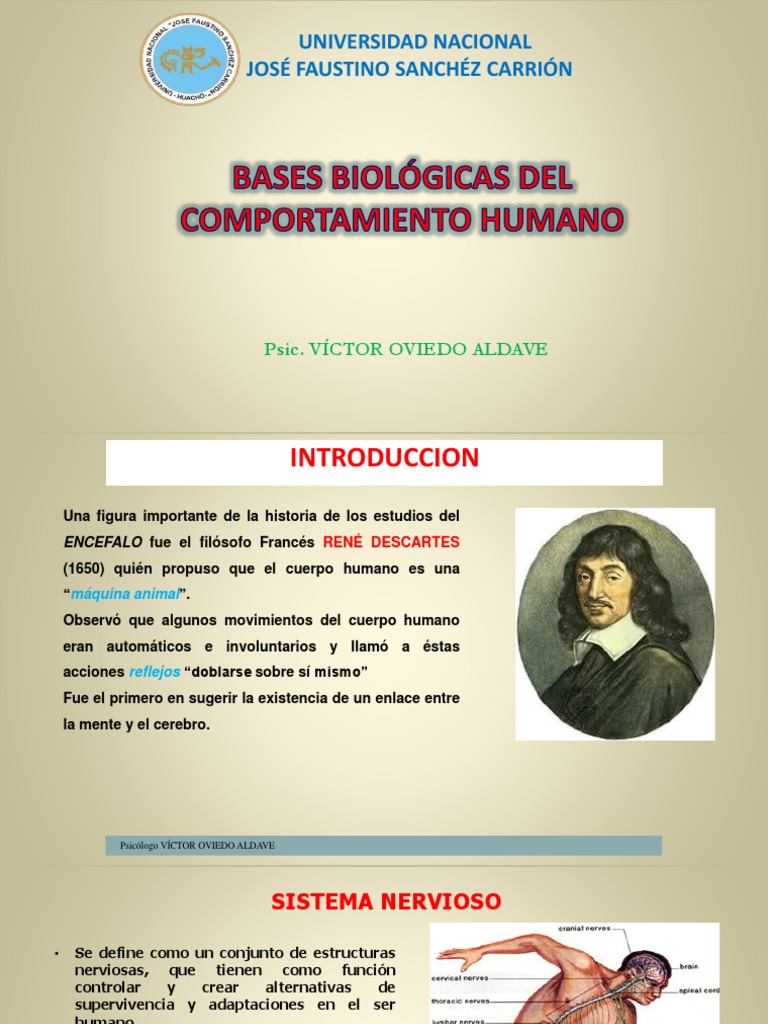 Clase 03-Bases Biologicas Del Comportamiento Humano-2023 | PDF ...
