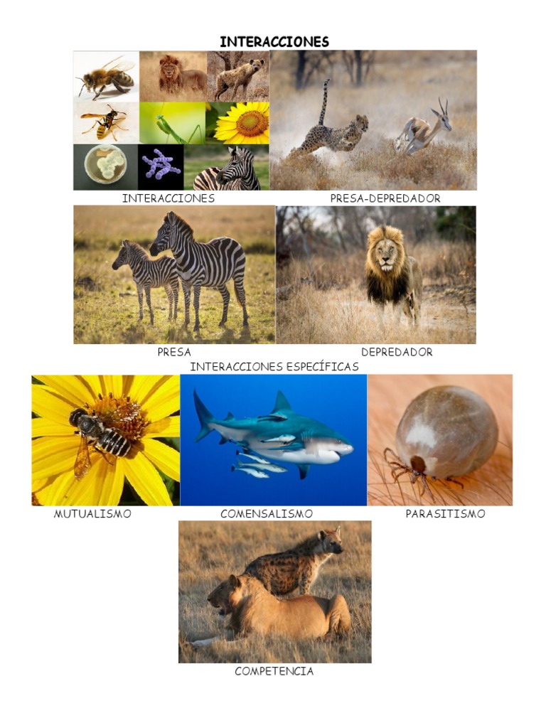 INTERACCIONES | PDF | Depredación | Ecología de sistemas