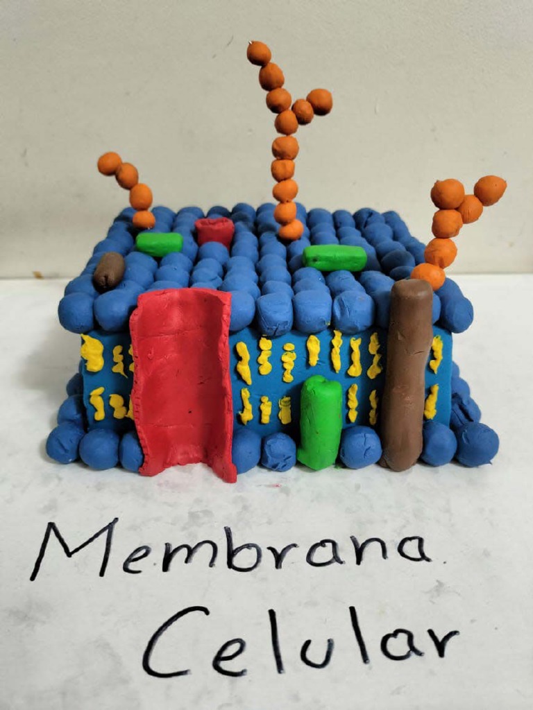 Tarea 2 Maqueta Membrana Celular Francisco Soto Cosio Pdf