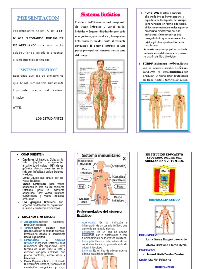 Triptico del sistema-linfatico 6to B | PDF | Sistema linfático | Linfa