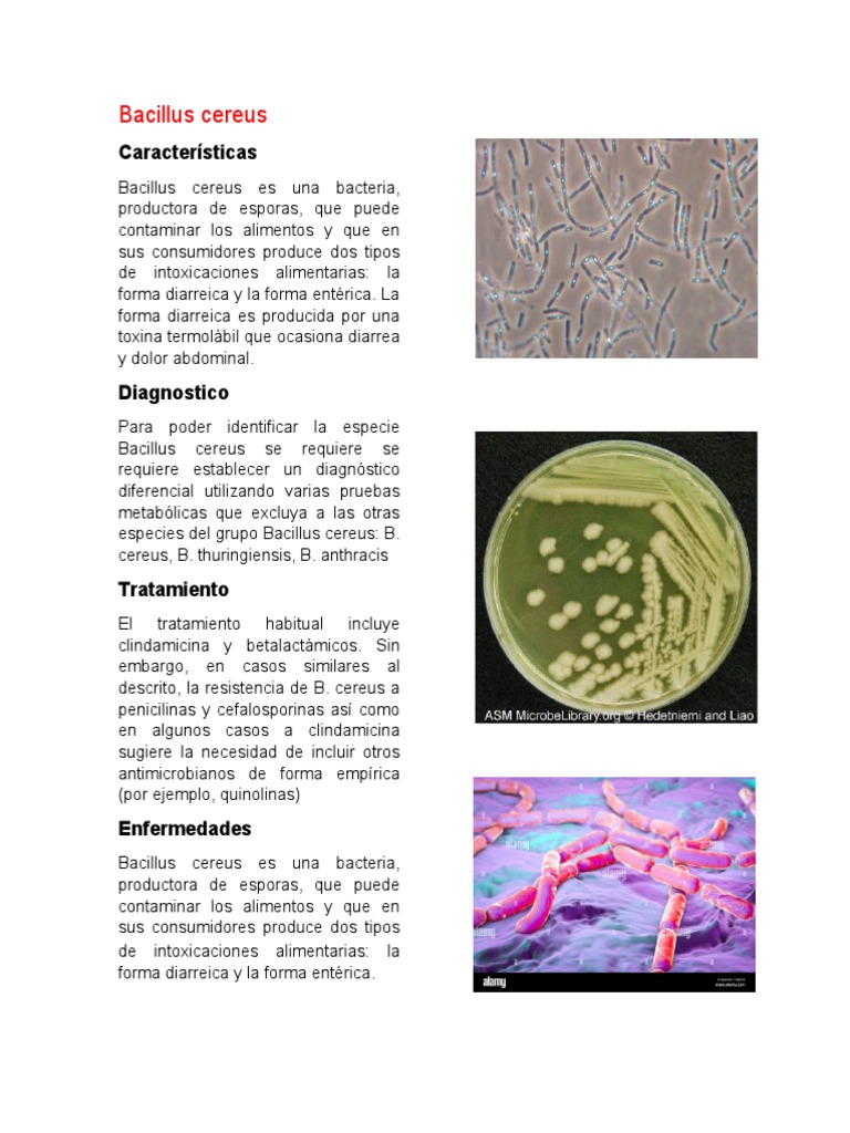 Bacillus Cereus 12 | PDF | Bacilo | Especialidades Medicas