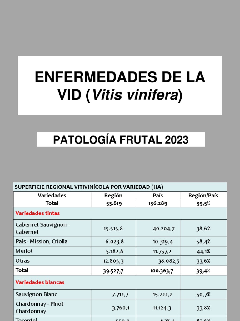 Enfermedades de Las Vides Botrytis Oidio Mildiu 260423 | PDF | Vino | Uva