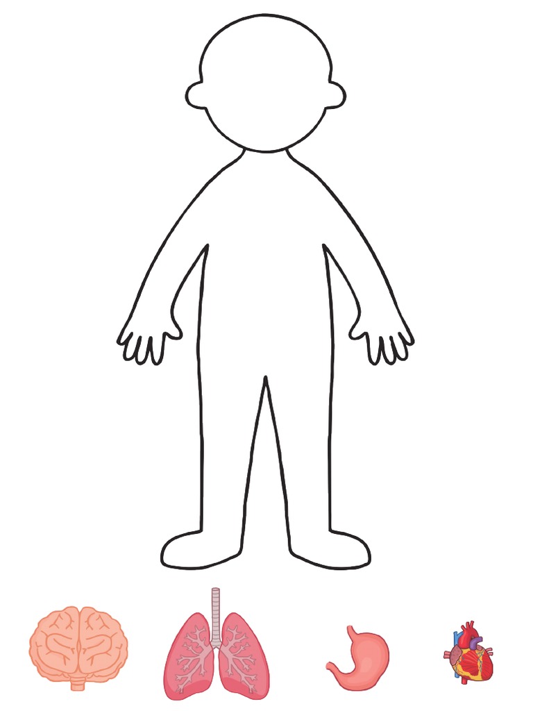 Inside My Body Organs Worksheet | PDF