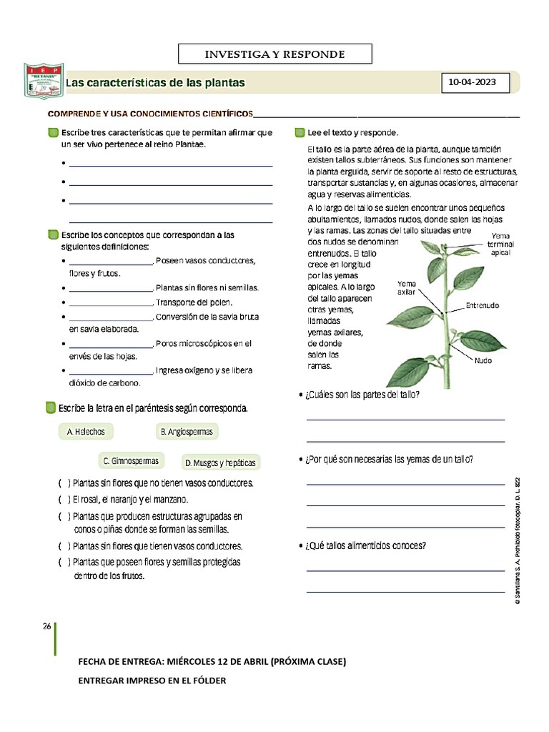 Tarea 1er Grado-Cta - Características de Las Plantas | PDF