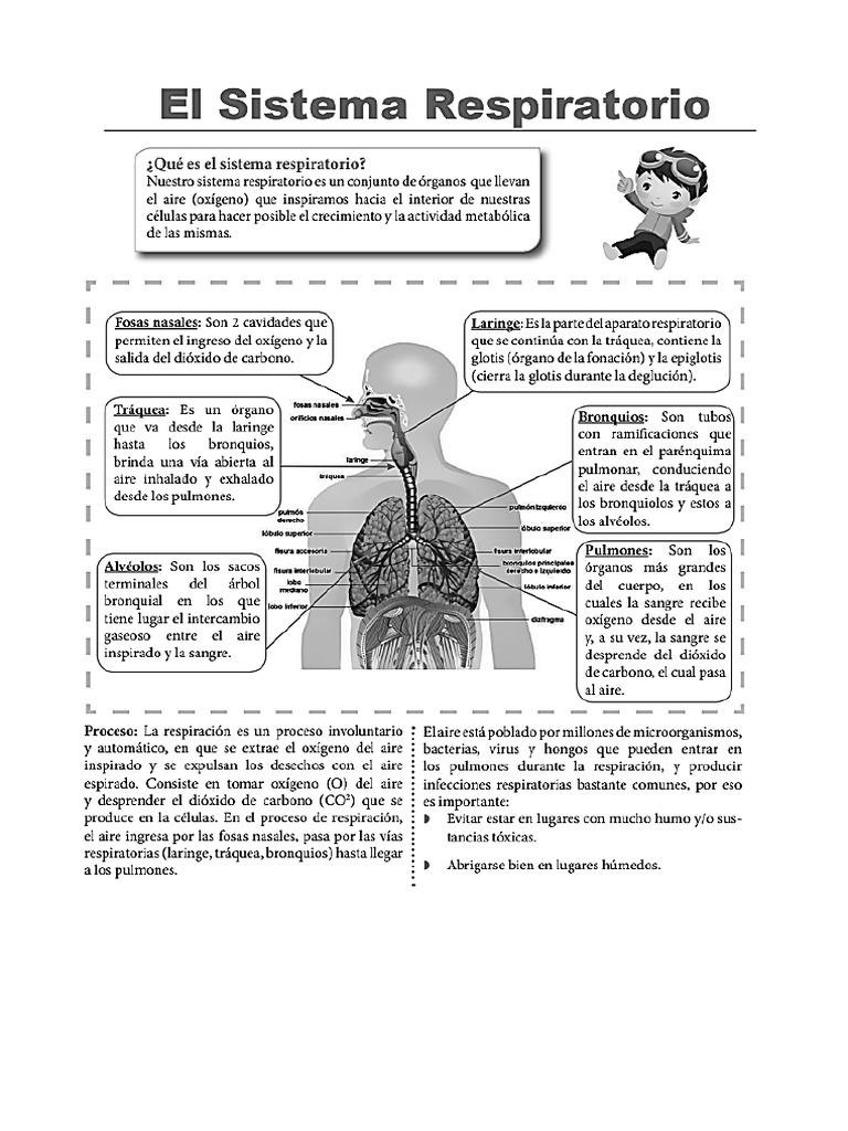 Sistema Respiratorio | PDF Sistema Respiratorio | PDF