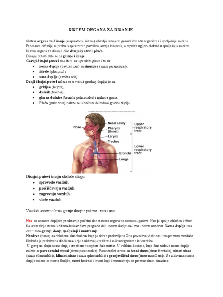 ORGANI ZA DISANJE | PDF
