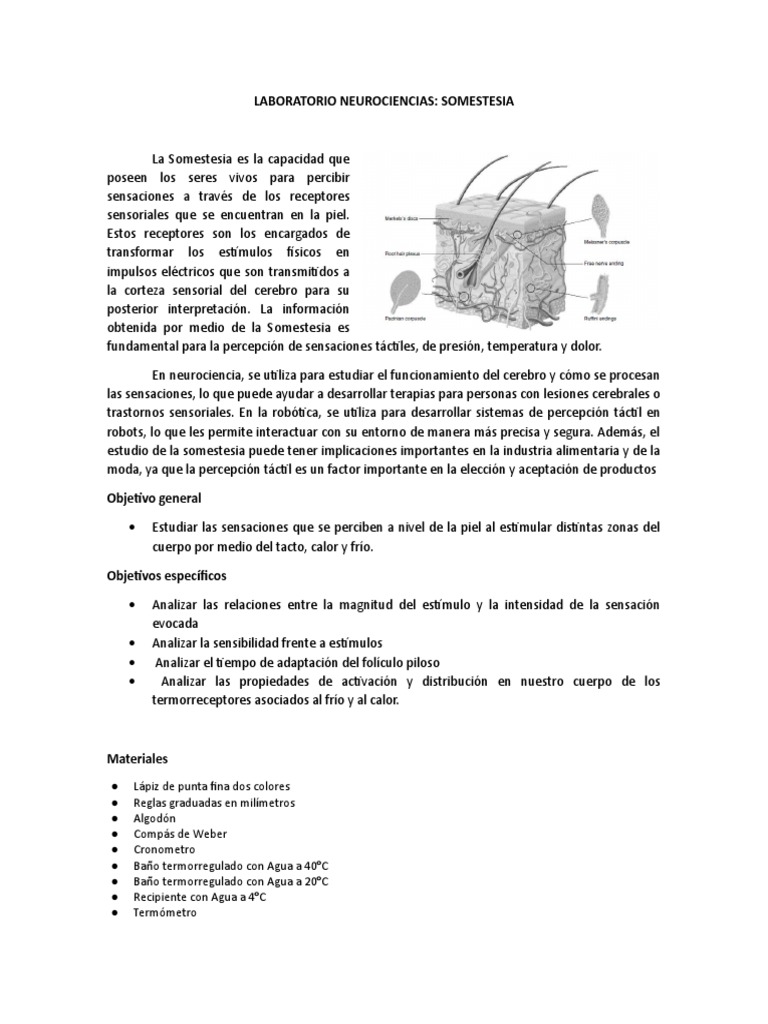 Guia Somestesia | PDF | Percepción | Cerebro