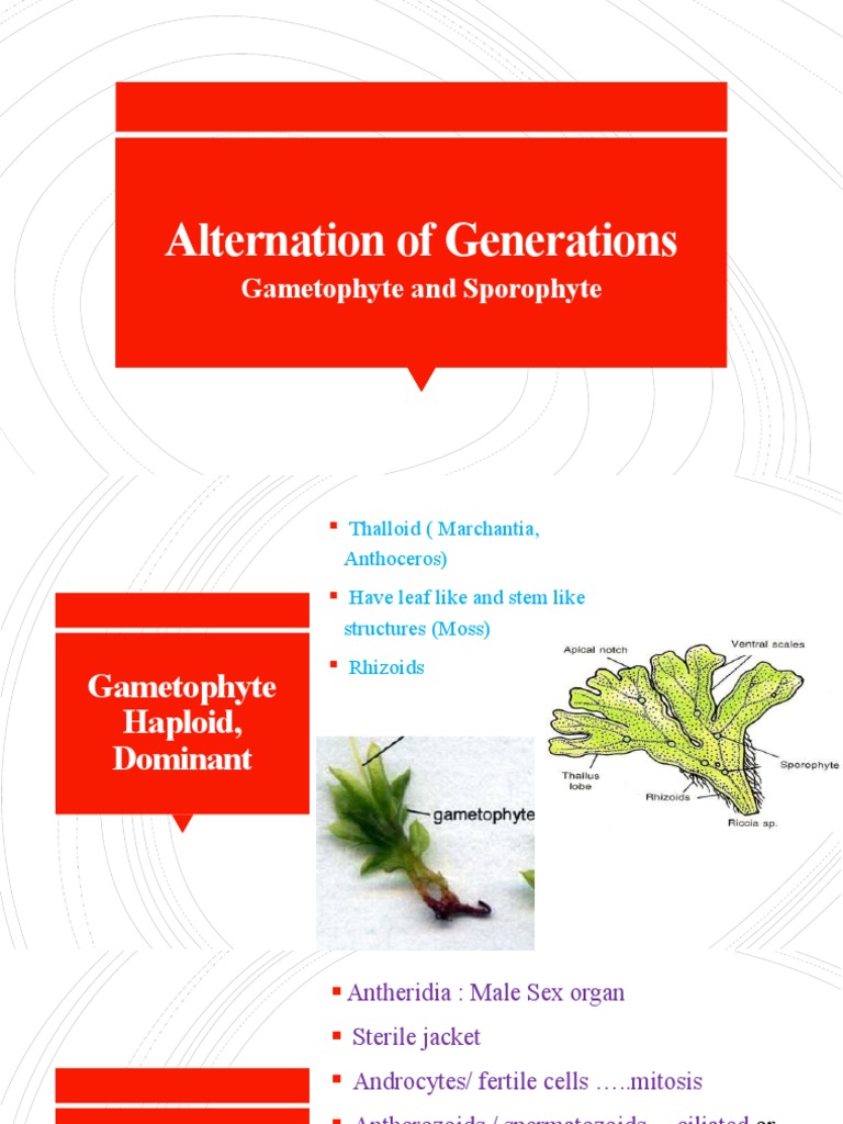 Alternation of Generations (Bryophytes) | PDF