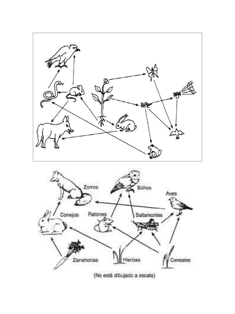 Cadenas y Redes Alimenticias | PDF