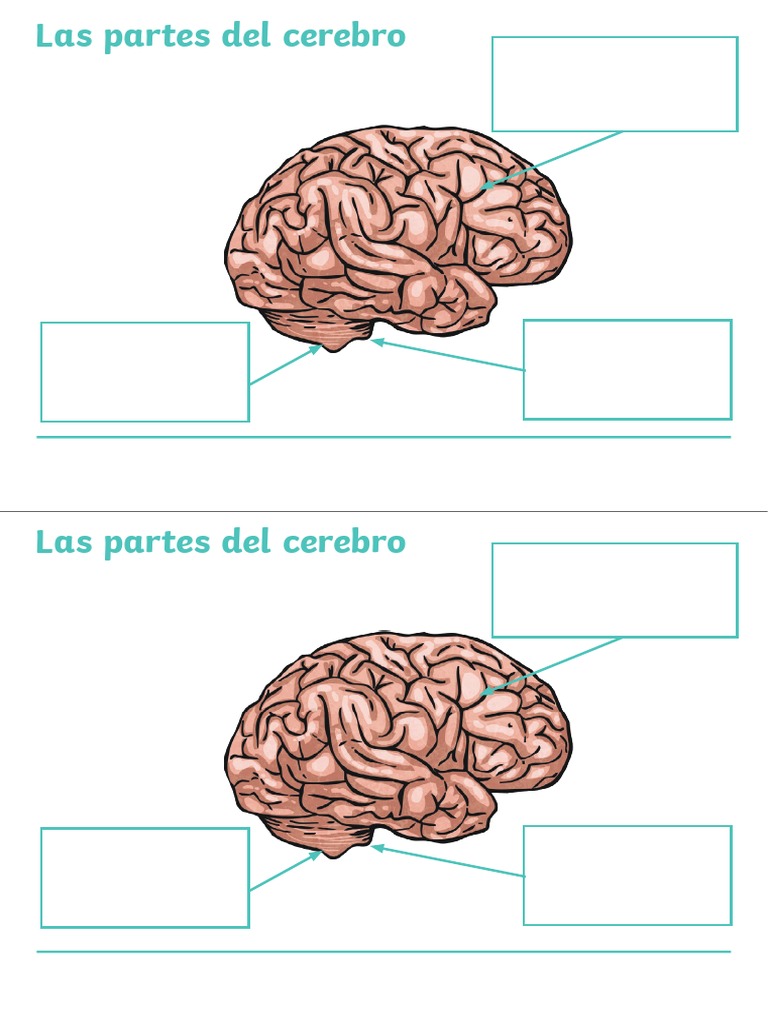 Las Partes Del Cerebro | PDF