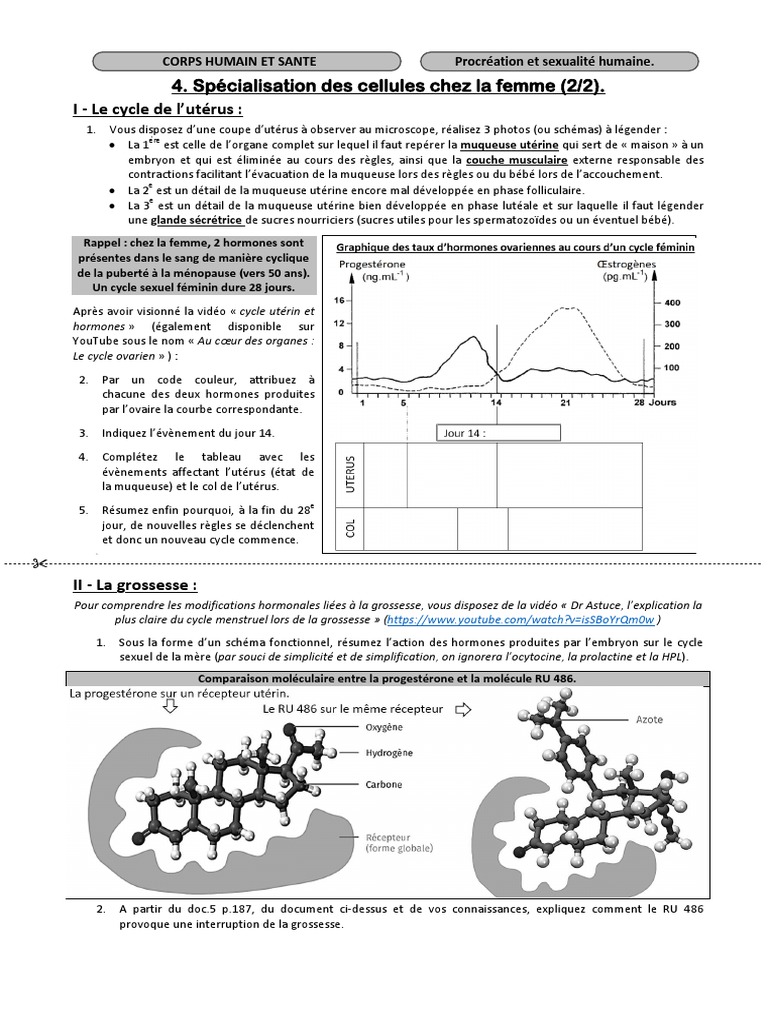 Cycle utérin et hormones féminines | PDF | Utérus | Cycle menstruel