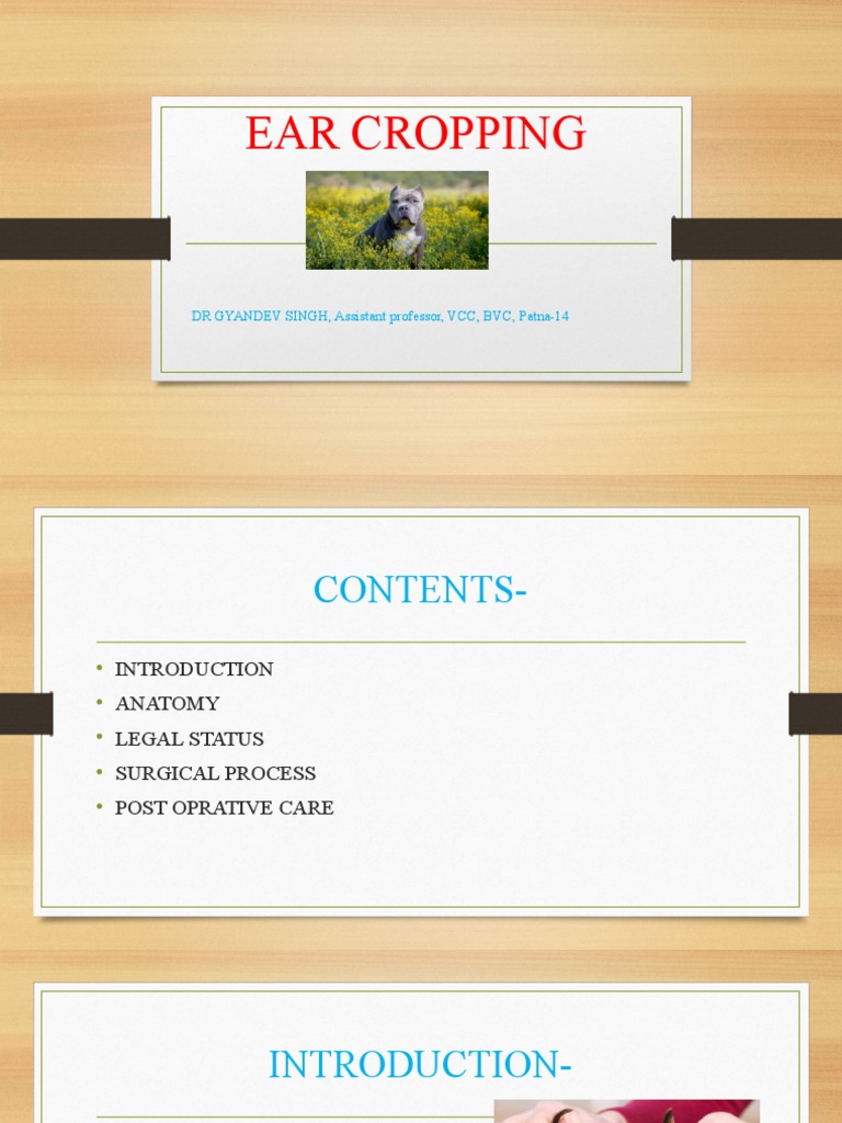 Ear Cropping 2 | PDF