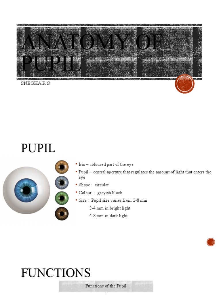 Anatomy of Pupil | PDF