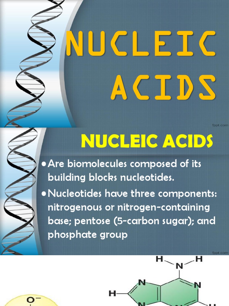 Nucleic Acids | PDF