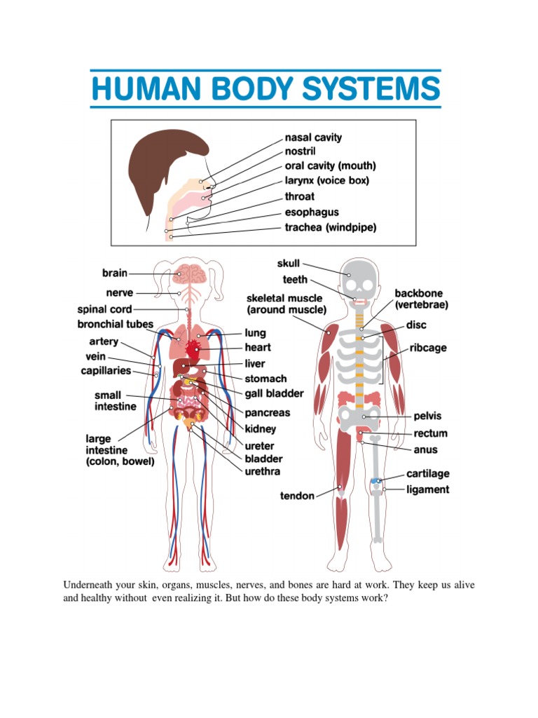 Human Body Systems | PDF | Human Body | Nervous System
