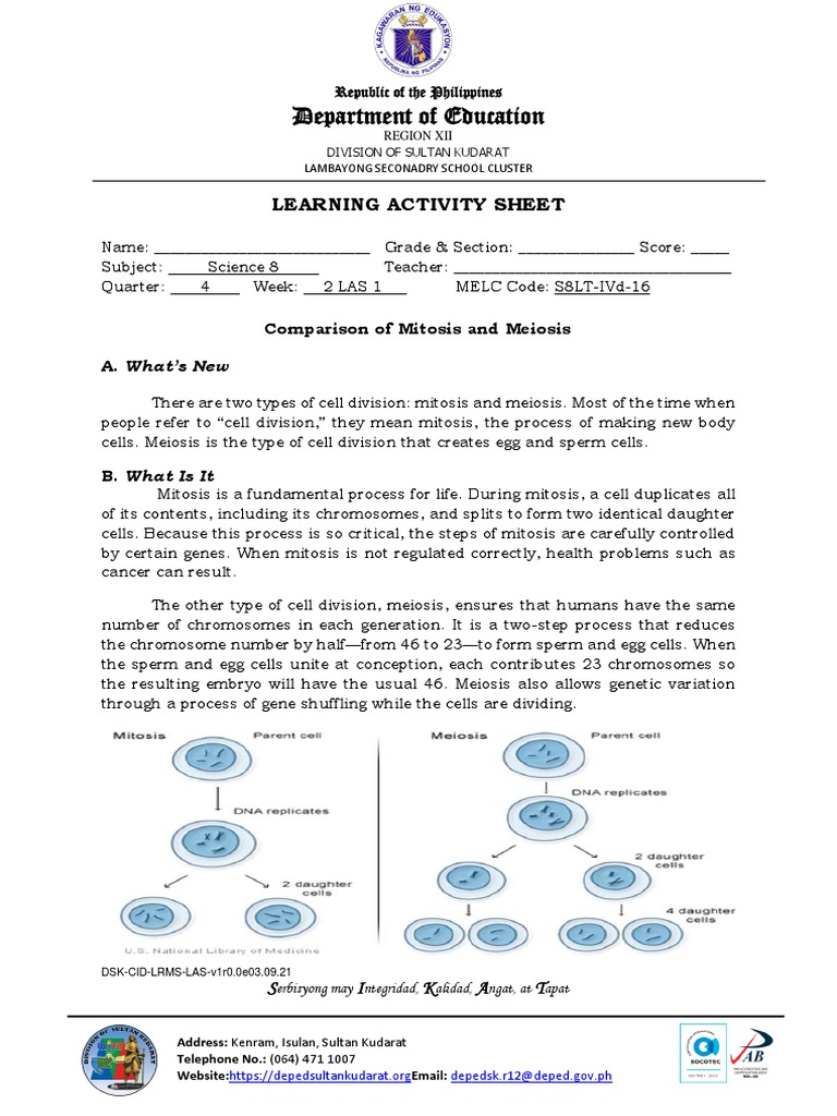 Science Q4 W2 LAS 1 Mitosis and Meiosis - EDON | PDF | Meiosis | Mitosis