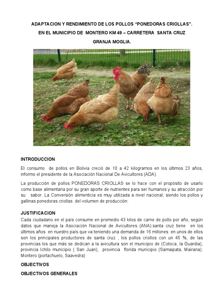 Adaptacion y Rendimiento de Los Pollos | PDF | Alimentos | Pollo