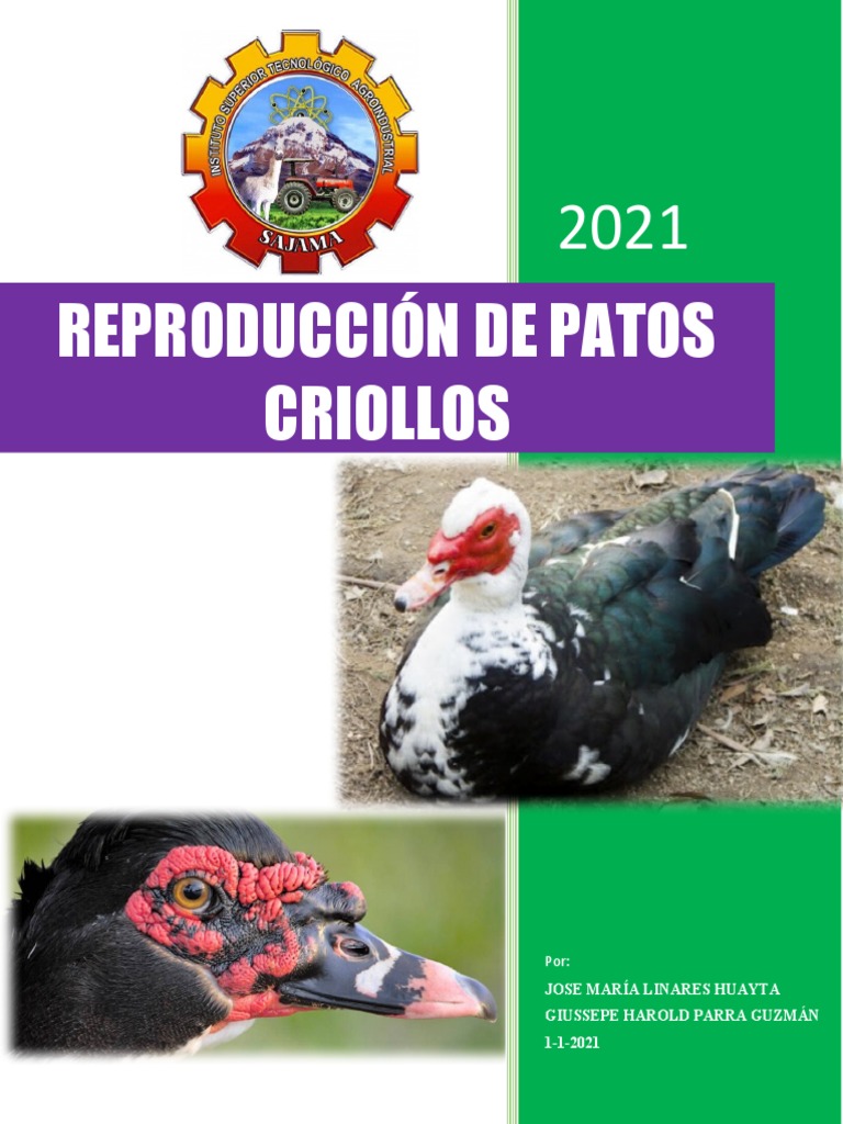 Ciclo de Reproducción del Pato Criollo | PDF