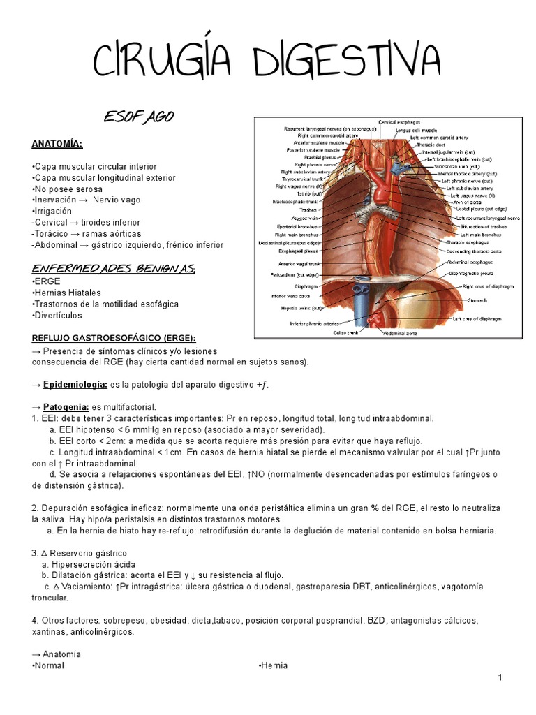 Anatomía y Enfermedades del Esófago | PDF | La enfermedad por reflujo ...