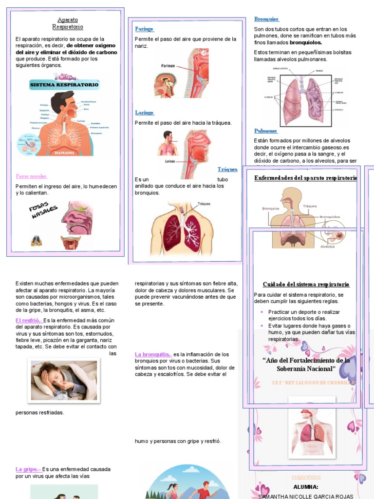 Aparato Respiratorio | PDF