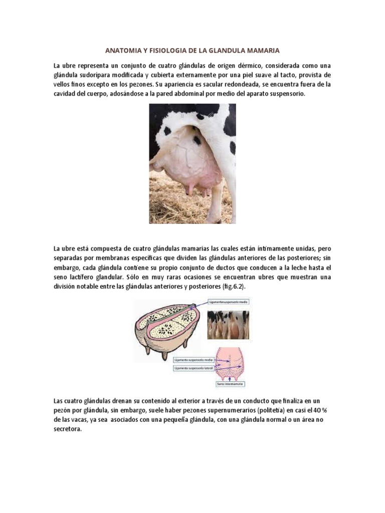 Anatomia y Fisiologia de La Glandula Mamaria | PDF