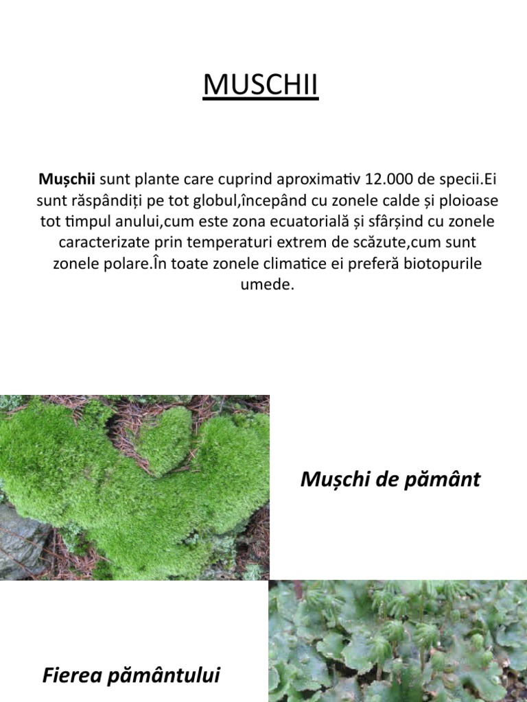 Muschii | PDF