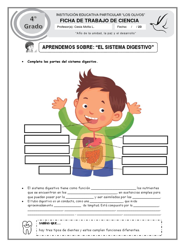 Ficha Sistema Digestivo Cesi | PDF | Sistema digestivo humano | Estómago