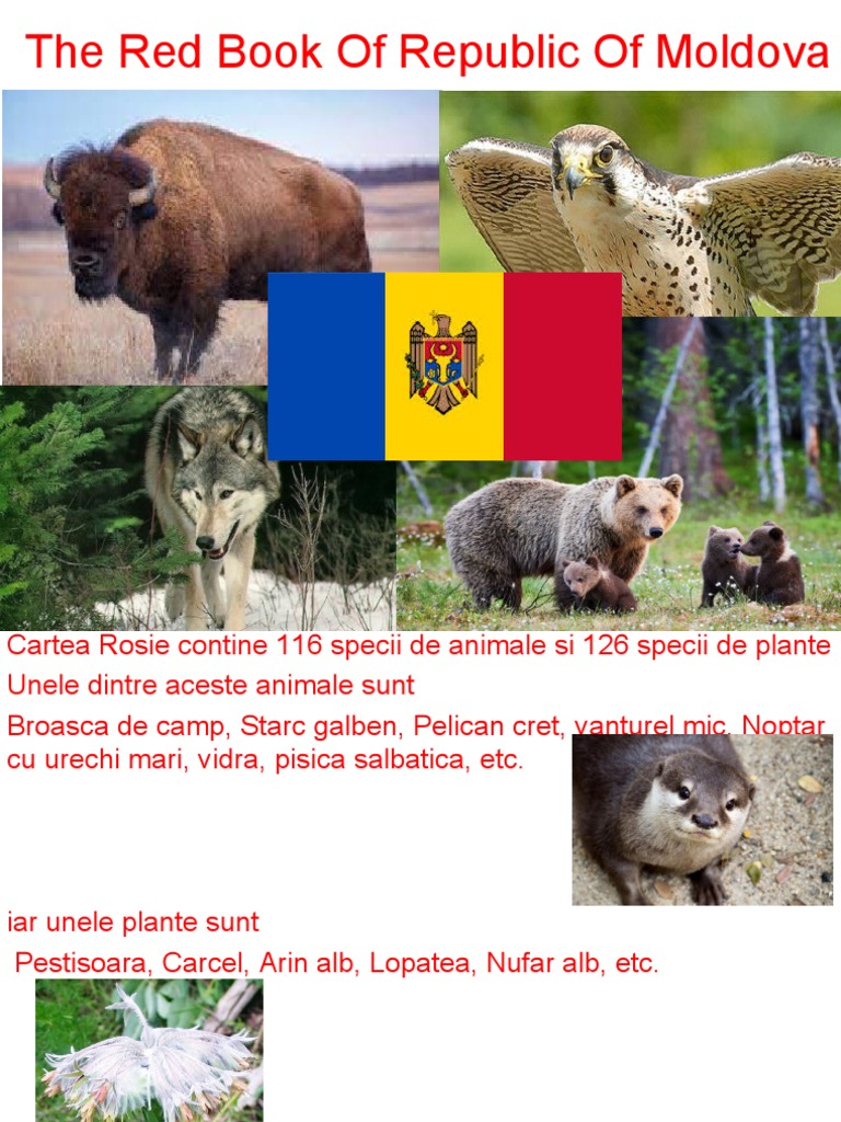 Proiect La Engleza | PDF