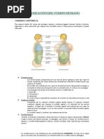 LOCALIZACI+ôN DE ESTRUCTURAS ANAT+ôMICAS. Cavidades Corporales. | PDF | Abdomen | Tórax