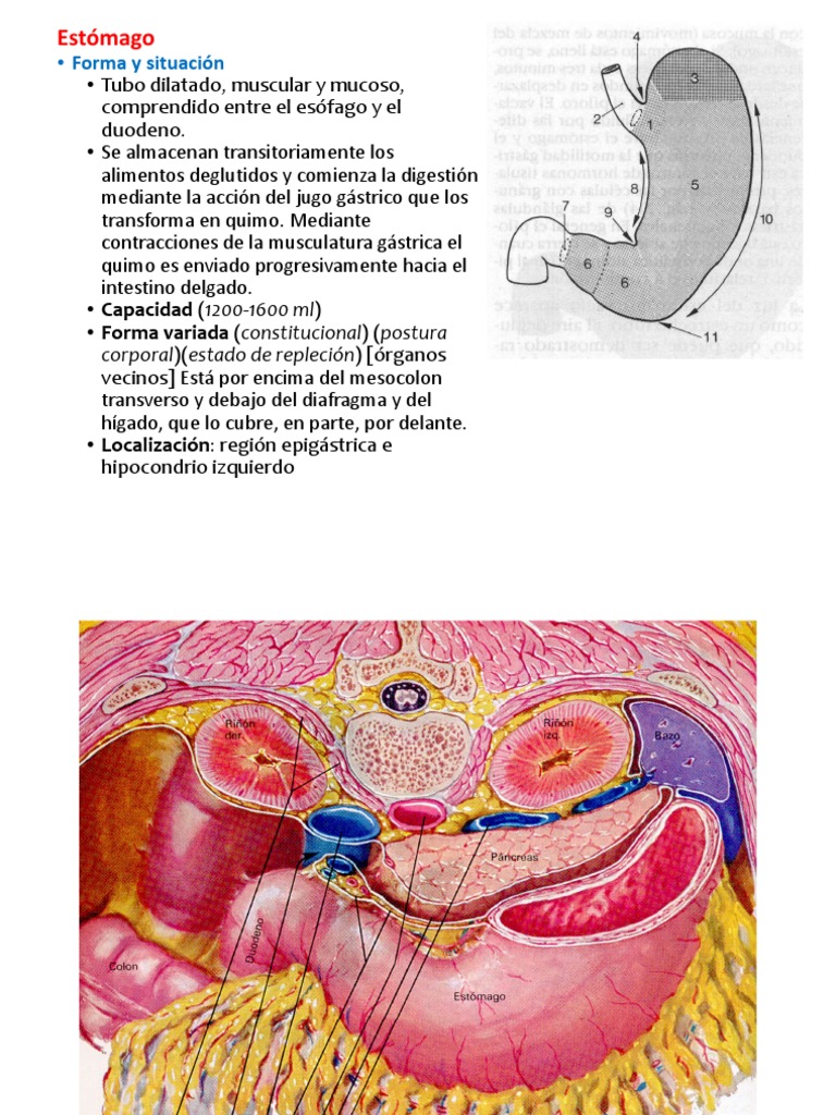 Anatomia Aparato Digestivo 2 | PDF | Estómago | Hígado