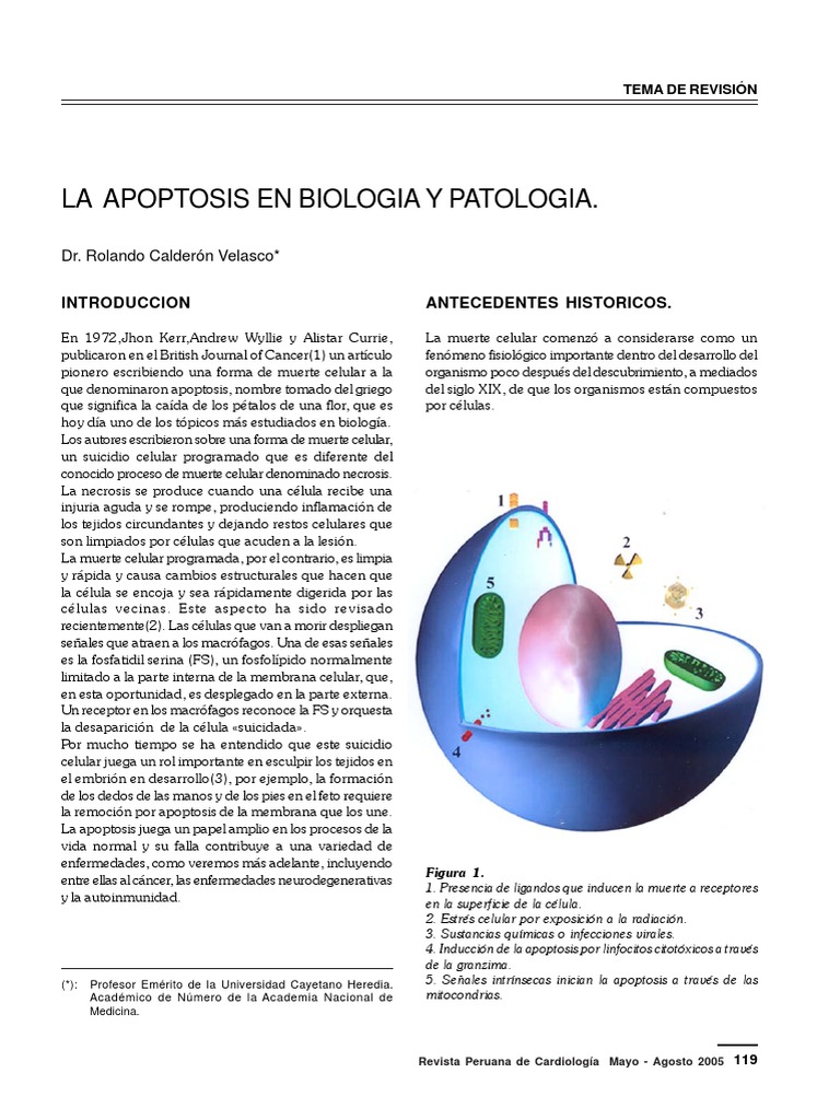 La Apoptosis en La Biologia y Patologia | PDF | Apoptosis | Cáncer