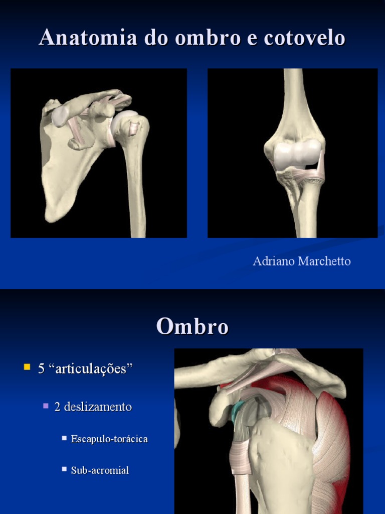 Anatomia Do Ombro e Cotovelo | PDF