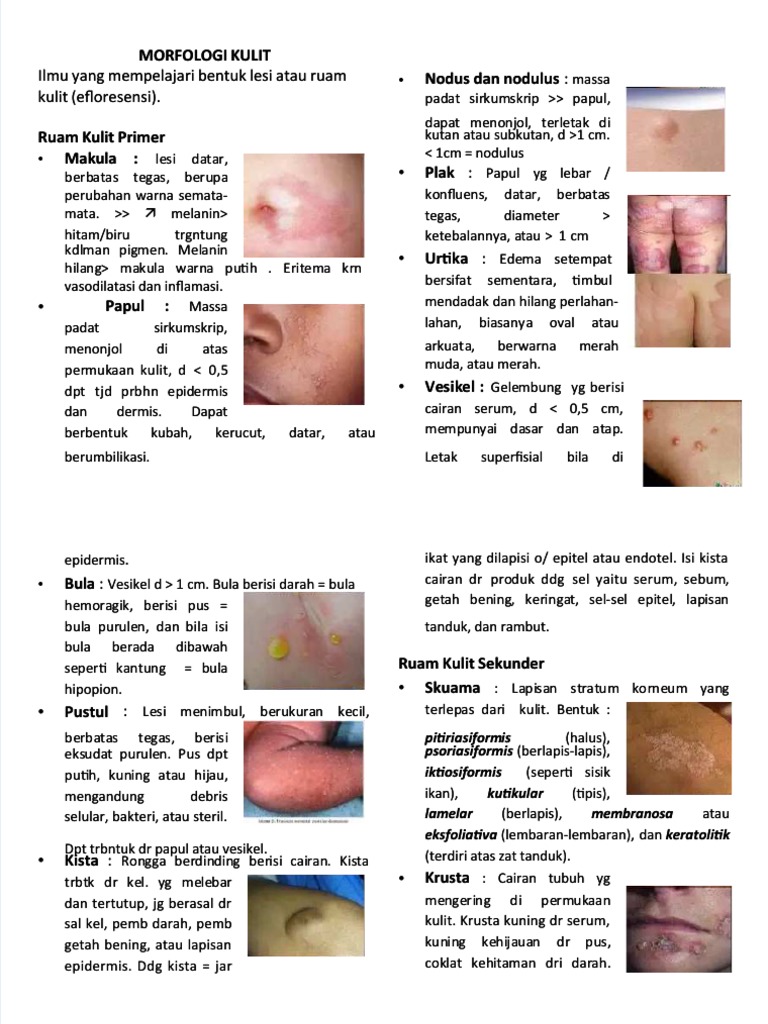 PDF Morfologi Kulit - Compress | PDF
